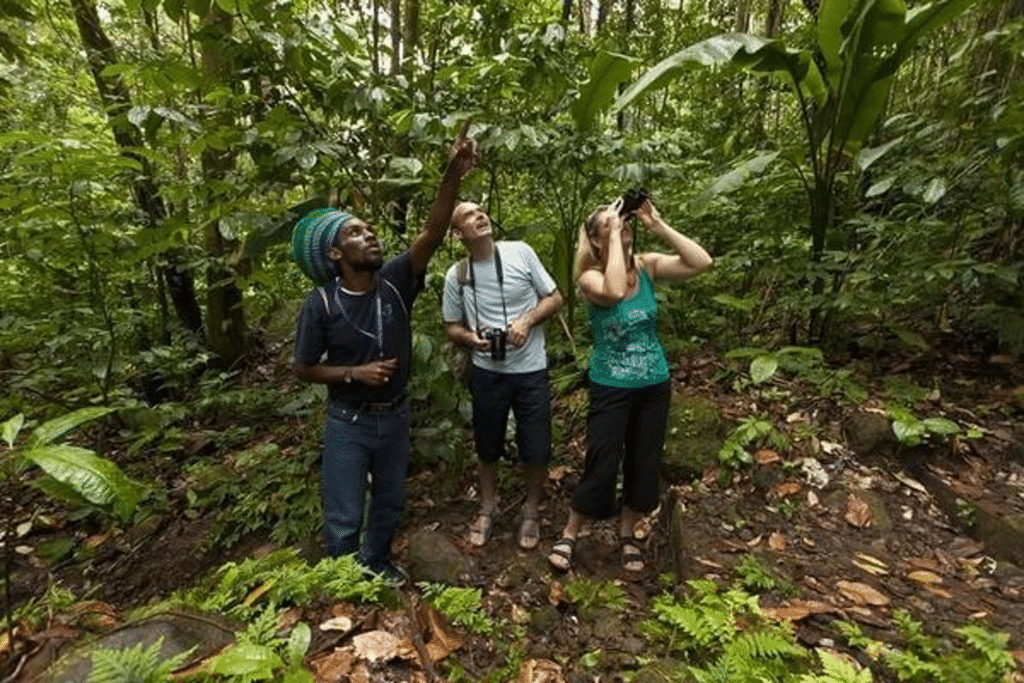 St. Lucia. The Best Activities with our packages | Rainforest Adventures